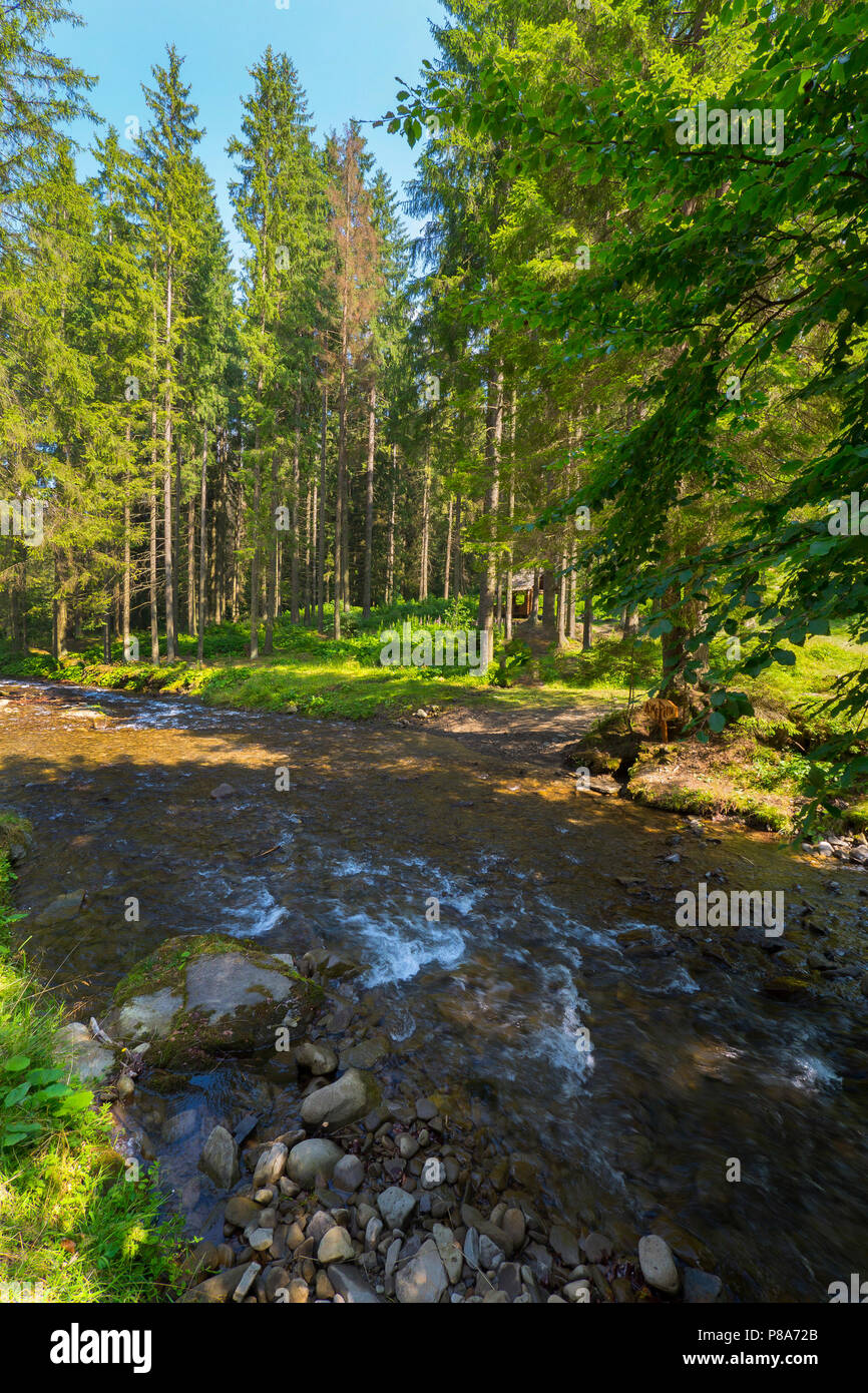 small rapids of a mountain river in the forest with hanging green ...