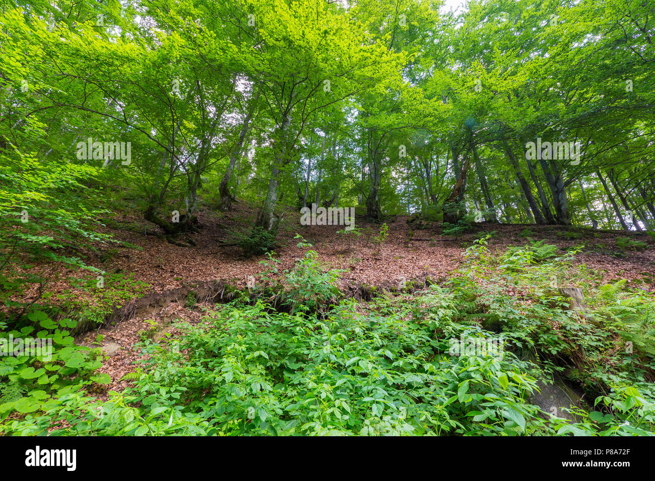 The slope in the forest is strewn with fallen leaves covered with ...