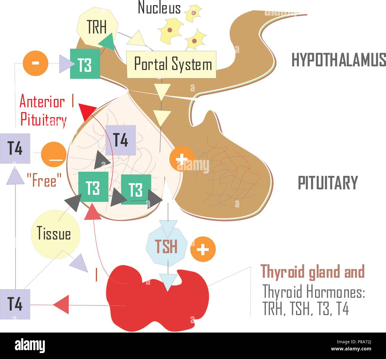 Hypothalamus pituitary gland hi-res stock photography and images - Alamy