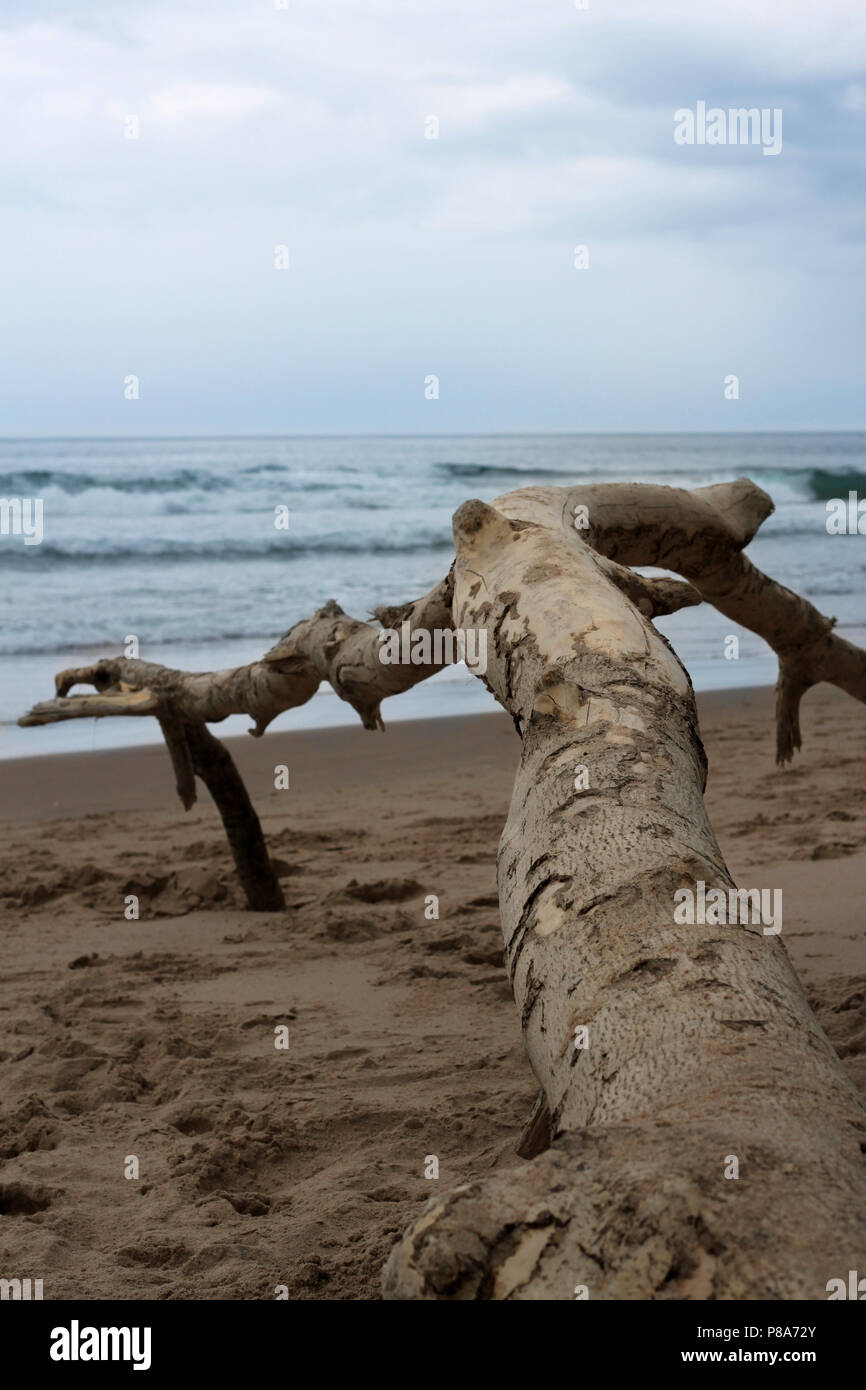 Soft wood tree hi-res stock photography and images - Alamy