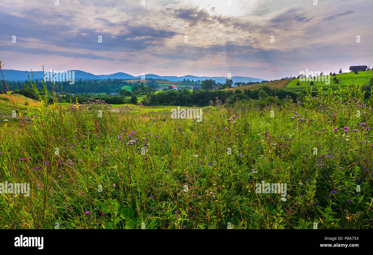 pasture with a variety of herbs and flowers on which the sun shines ...