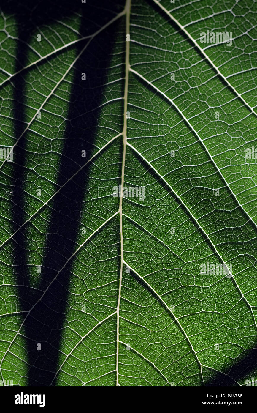 Leaf portrait hi-res stock photography and images - Alamy