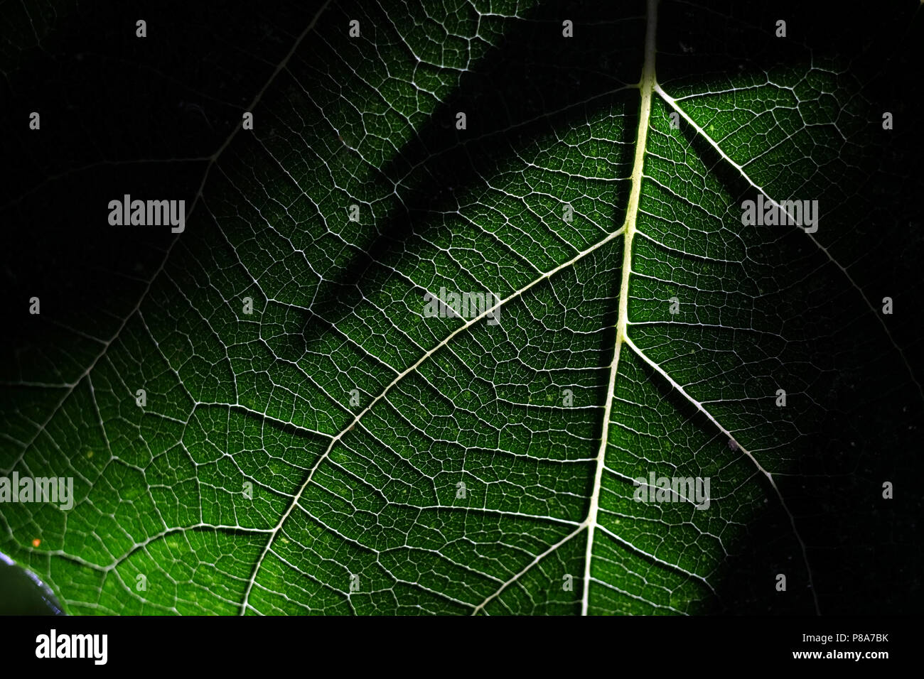 leaf portrait 1 Stock Photo - Alamy
