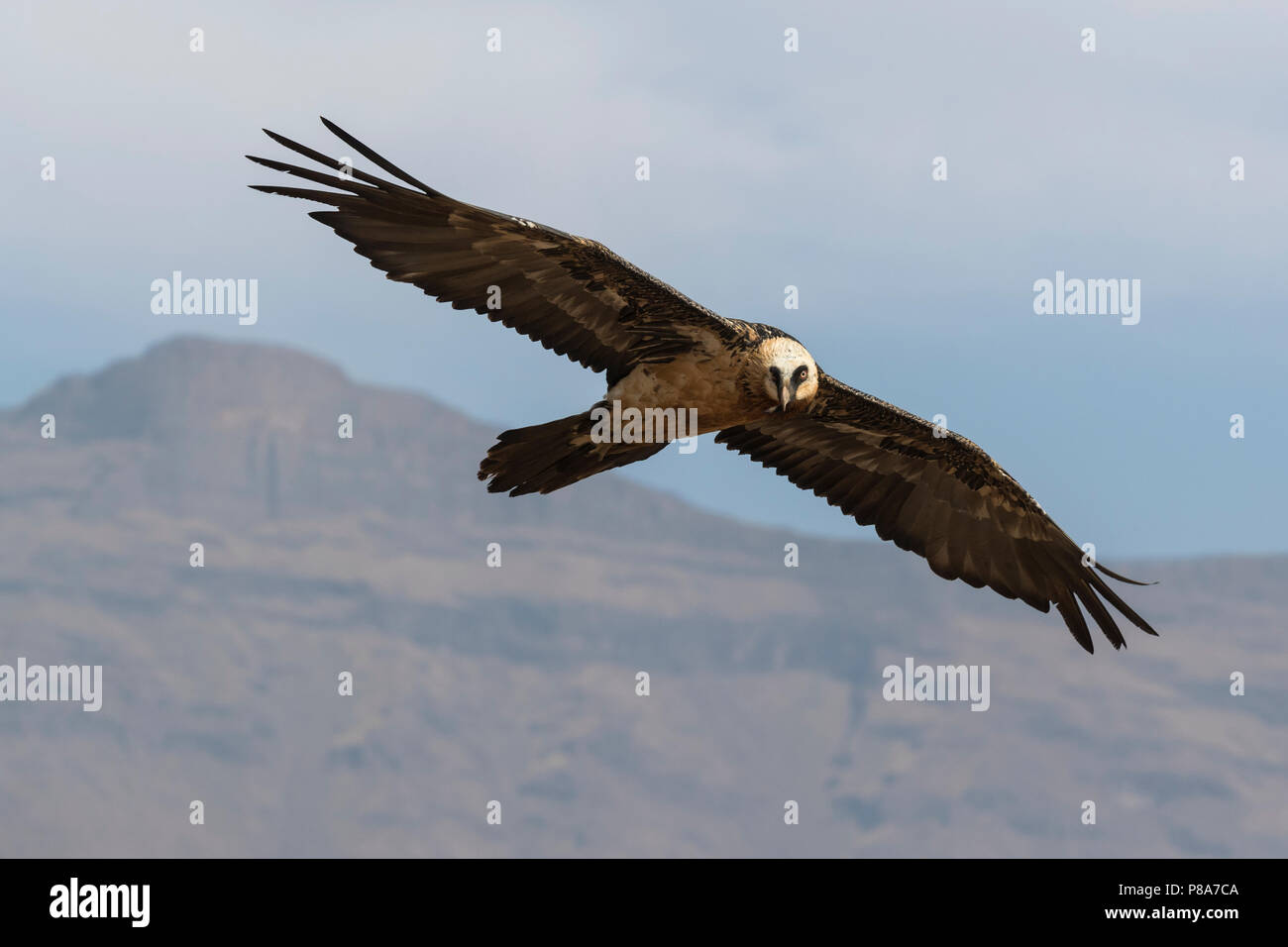 Bearded vulture bone hi-res stock photography and images - Alamy