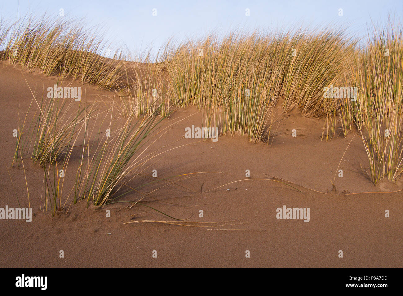 Marram Grass (Ammophila arenaria), on sand dunes, Merseyside, UK Stock ...