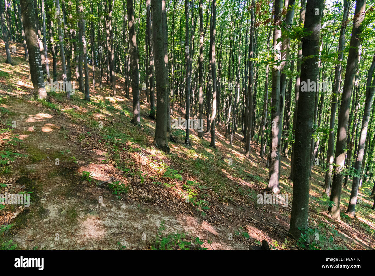 A steep winding path leading down a steep hillside with tall trees ...