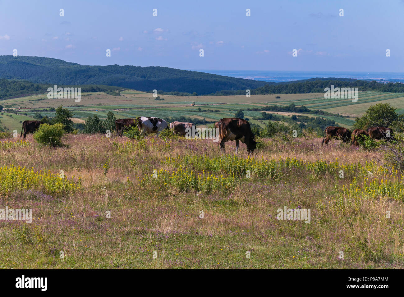 Rare grass hi-res stock photography and images - Alamy