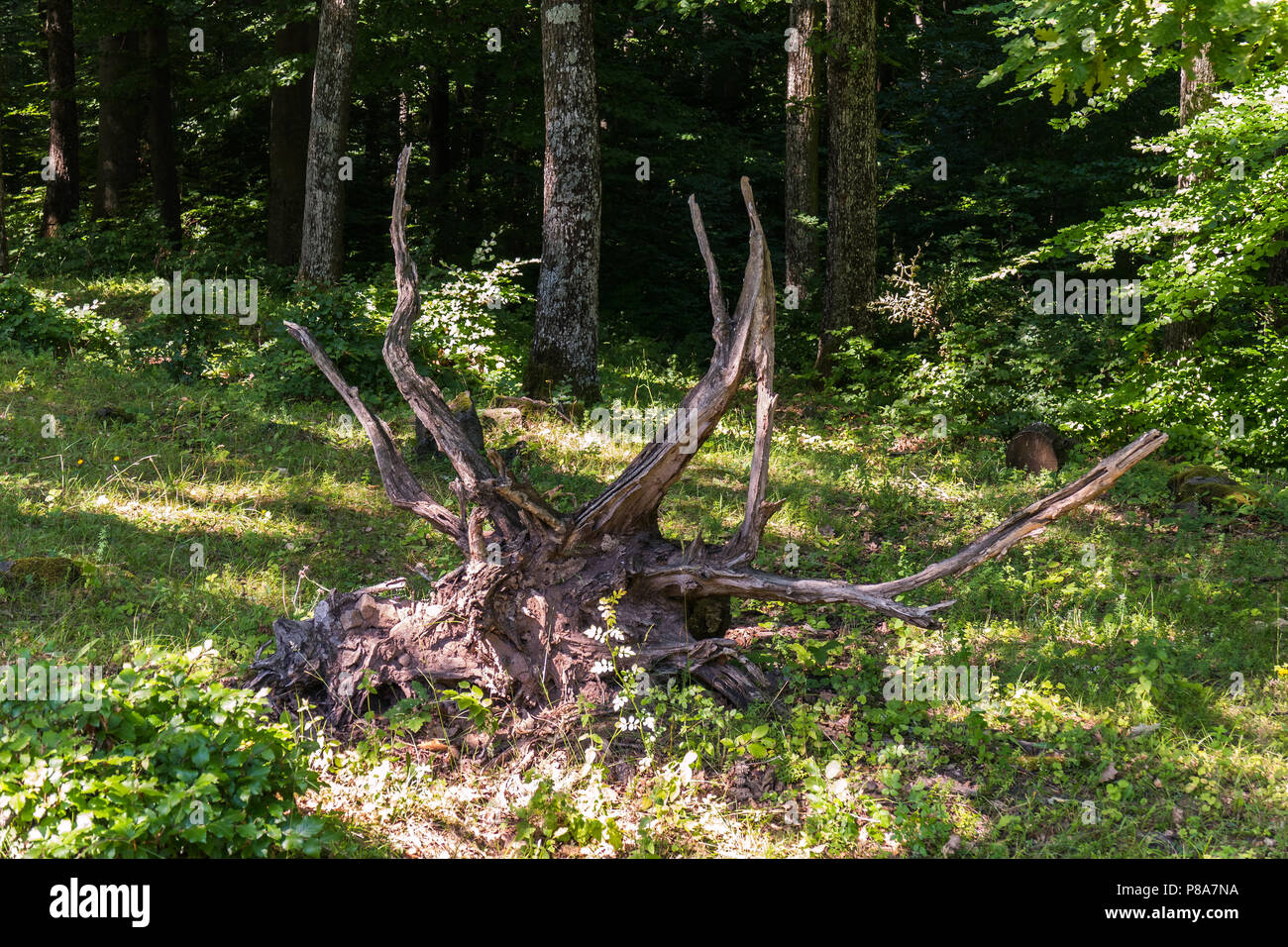 An old stump in the midst of a forest glade against the backdrop of ...