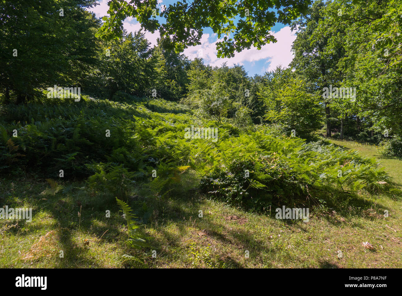 Small green bushes in the field against the background of large ...