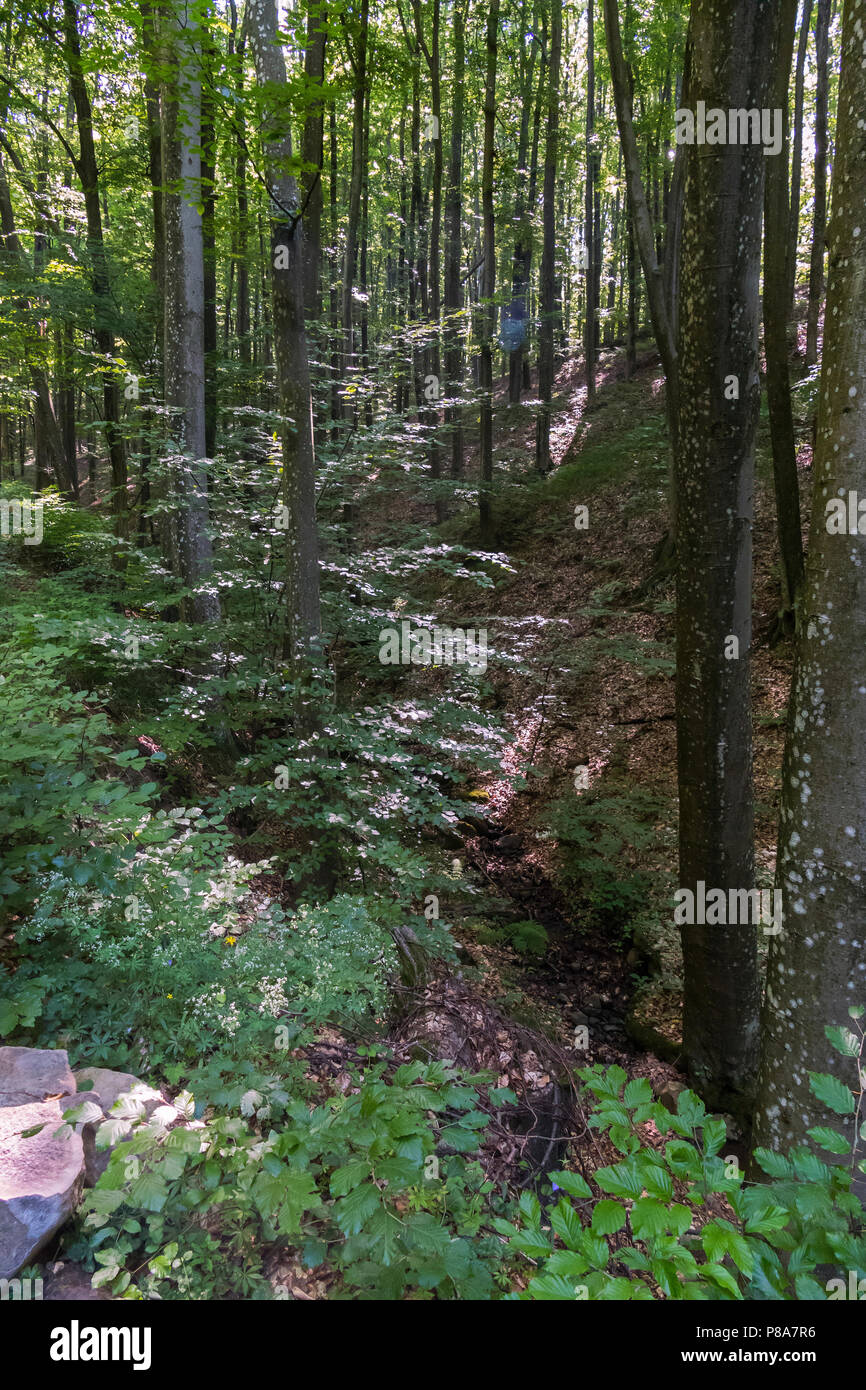 deep ravine in the forest with hornbeam, covered with dry fallen leaves ...