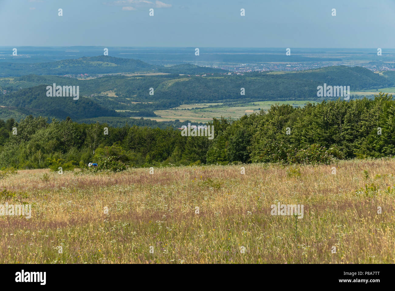Yellow steppe with edging from green trees against a background of blue ...