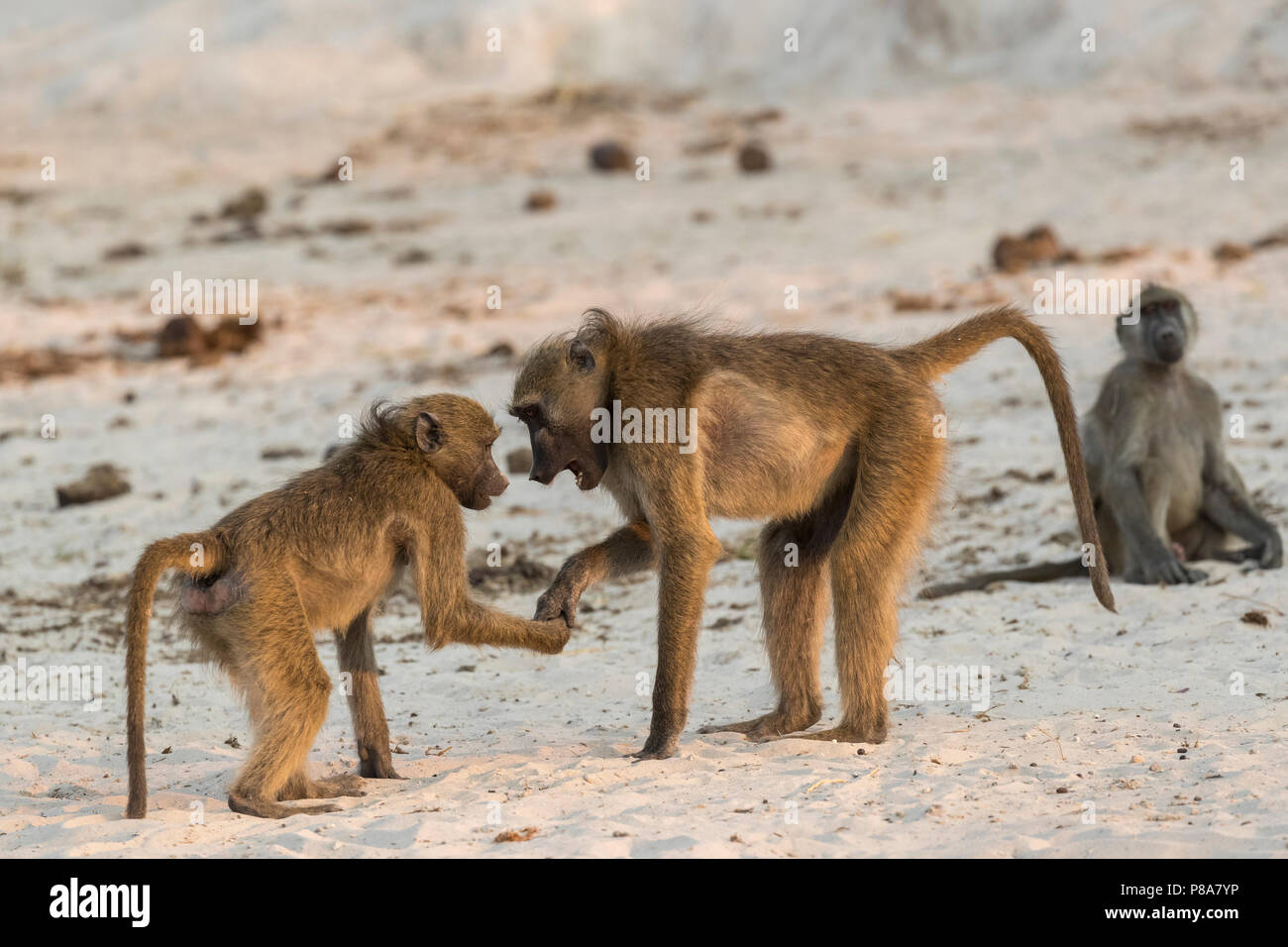 Primate interaction hi-res stock photography and images - Alamy