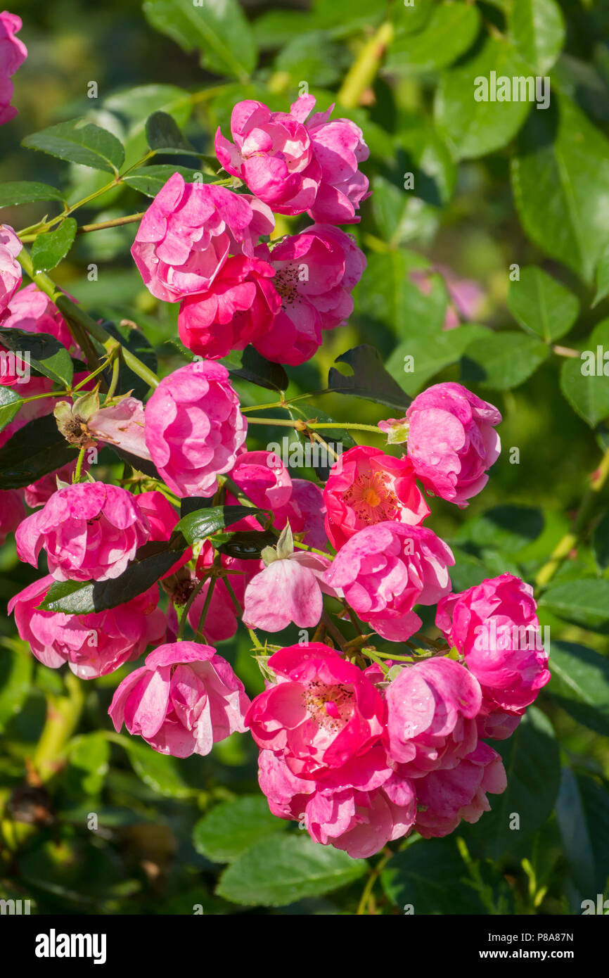 Crumbling flowers hi-res stock photography and images - Alamy