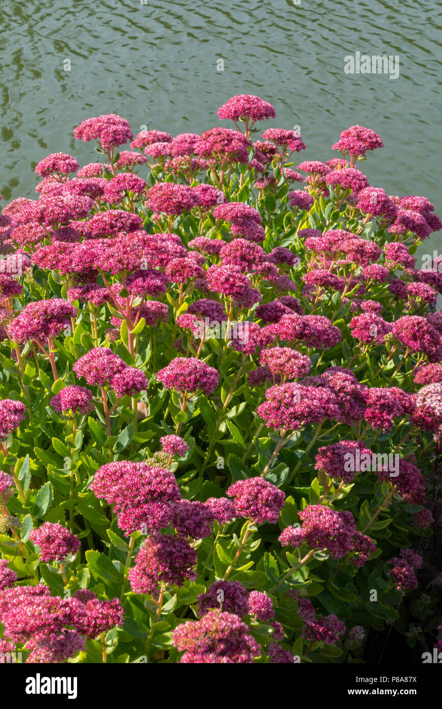 a magnificent bush of beautiful flowers near the water surface . For ...