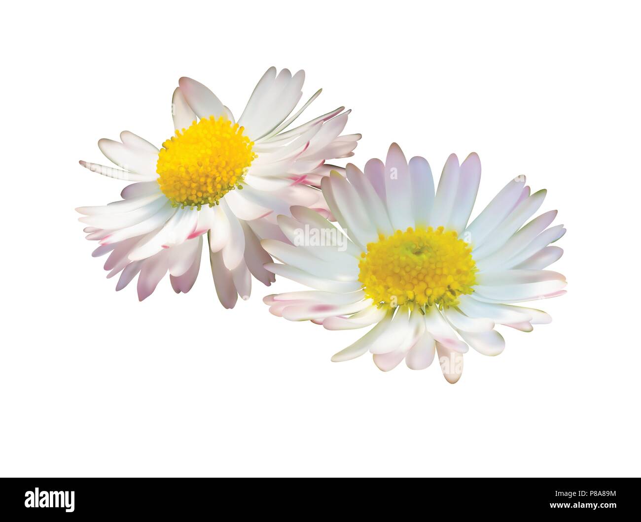 Daisy flower isolated, vector illustration Stock Vector Image & Art - Alamy