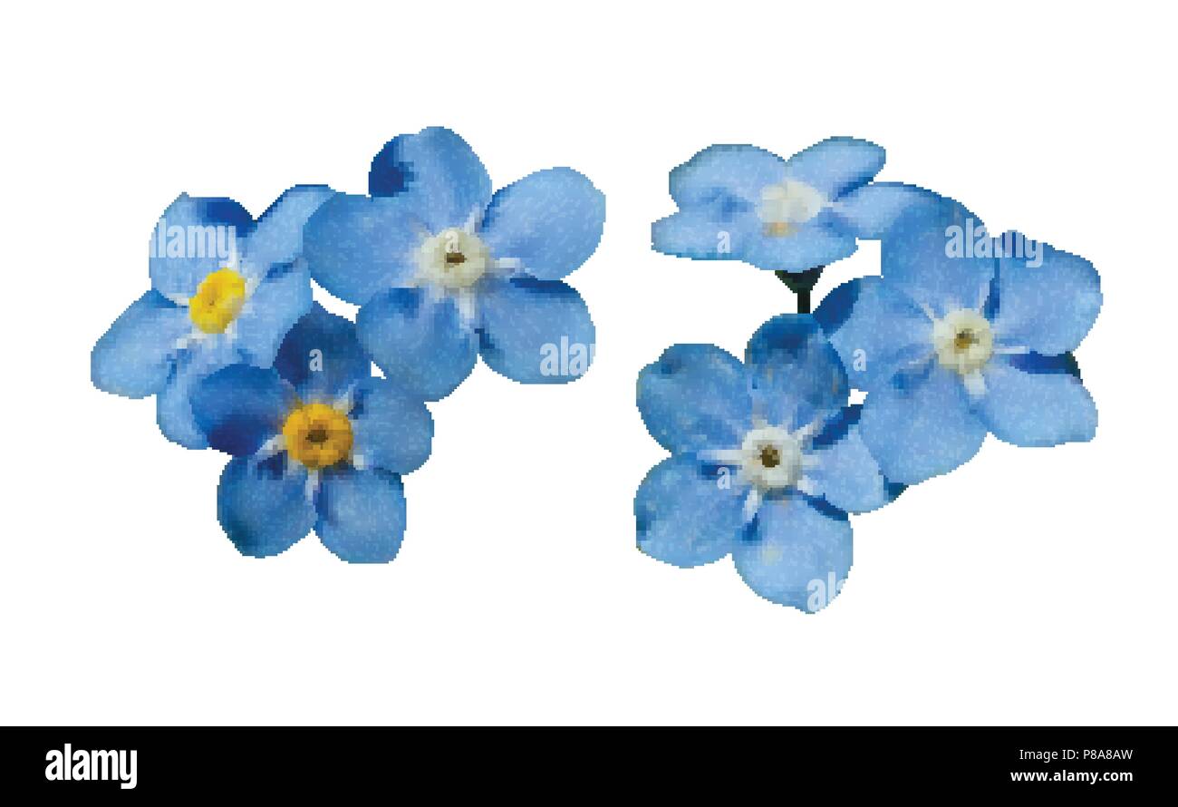 Blue forget me not spring flowers. Decorative elements vector set Stock ...