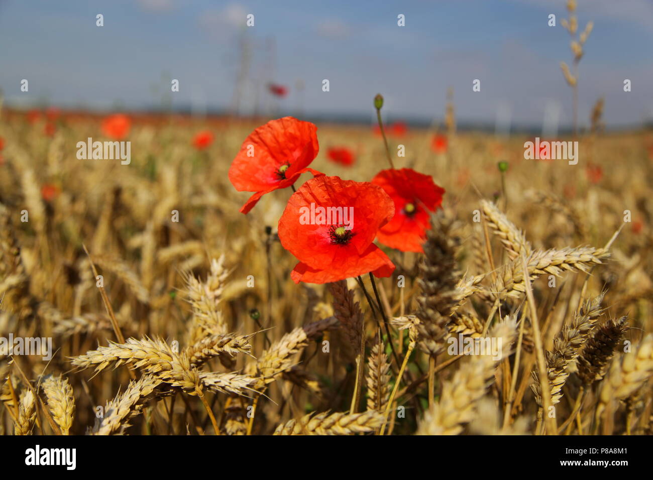 Fields of death of flanders hi-res stock photography and images - Alamy