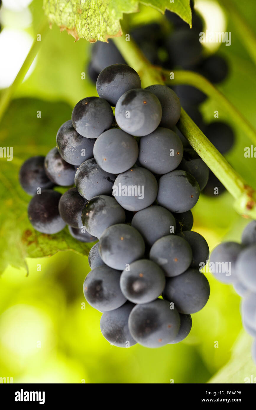 Gamay grape light red hi-res stock photography and images - Alamy