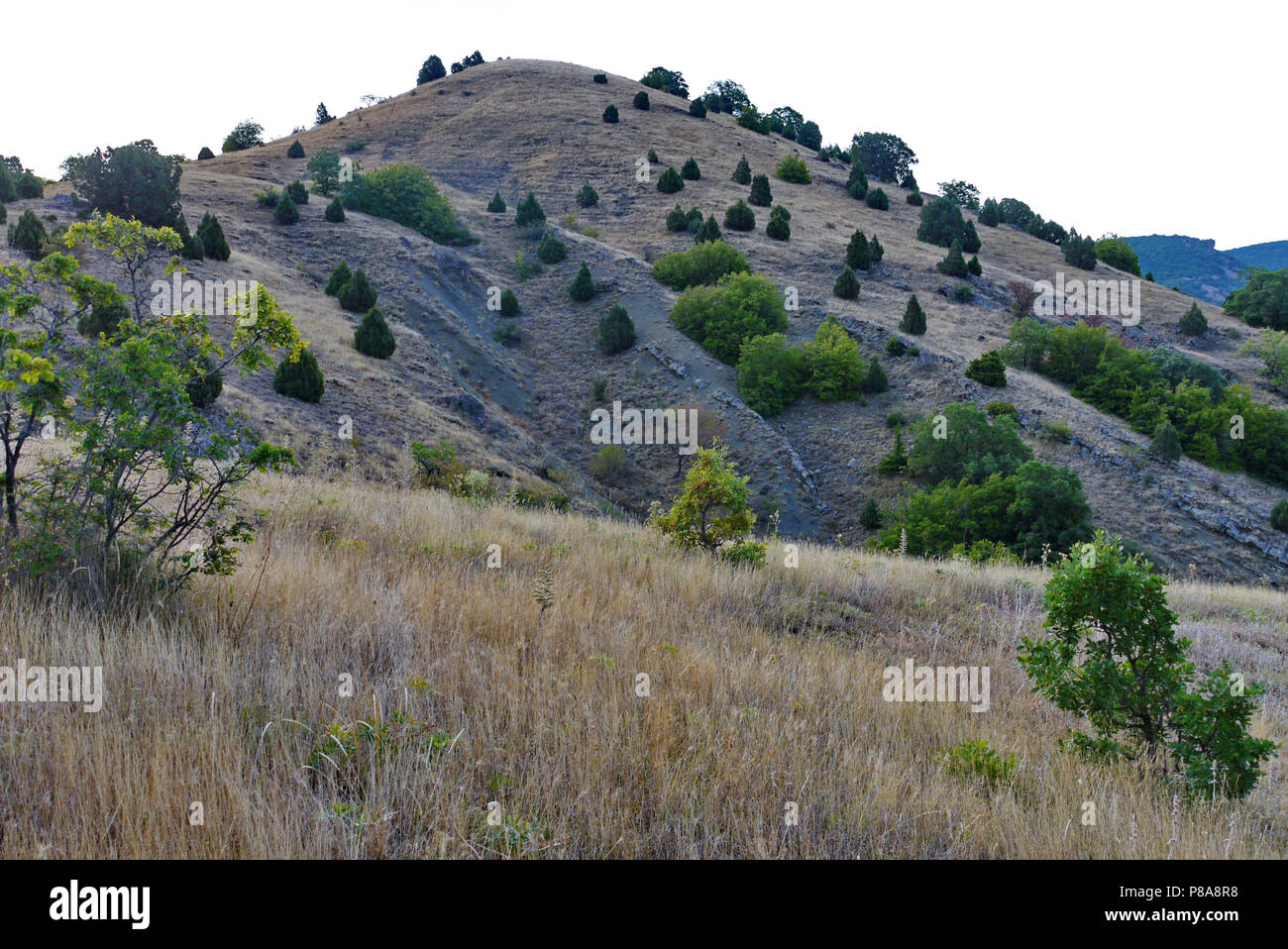 A ground slope with dry earth and green bushes, passing into the plain ...