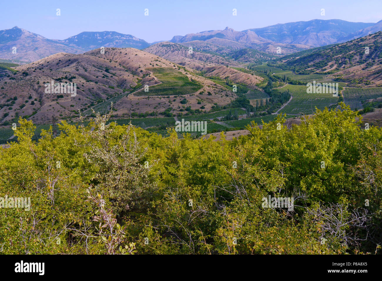 striped green fields of the grapevine in the valley of gray rocky ...