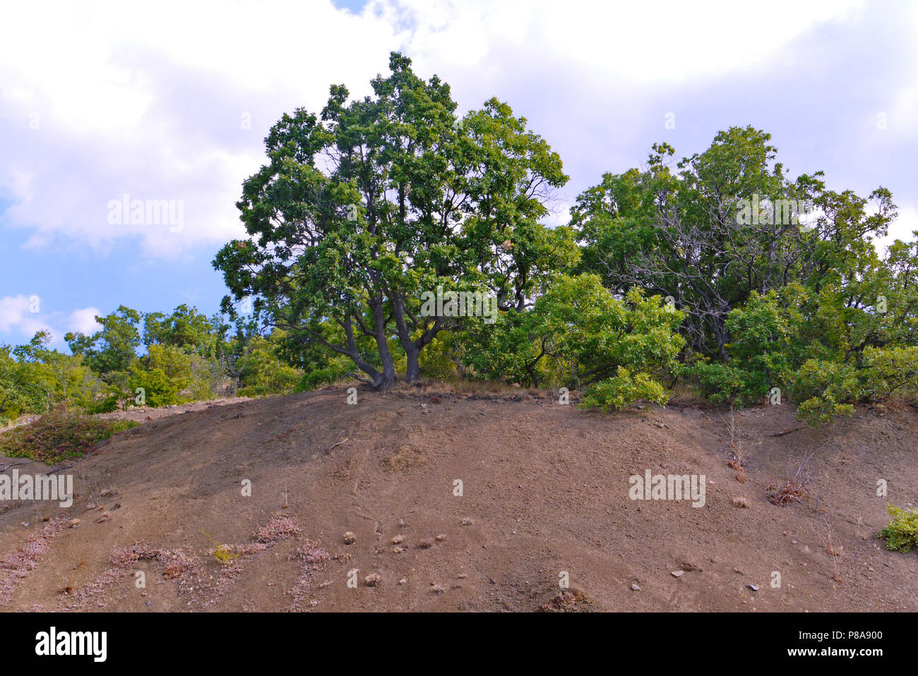 Oak tree with spreading crown hi-res stock photography and images - Alamy