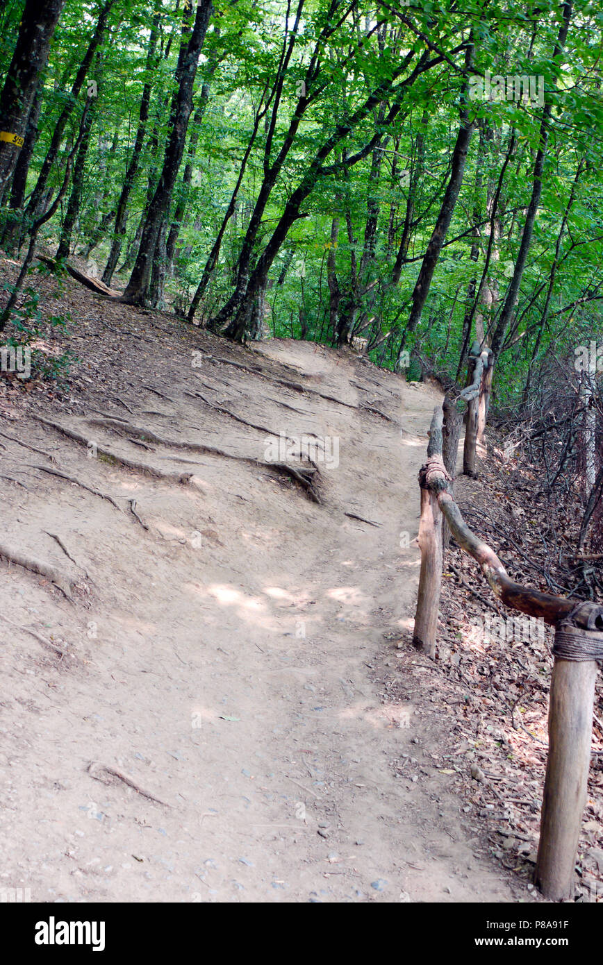 trail in the woods on a small slope with wooden handrails for ...