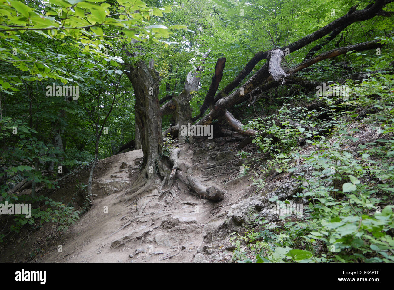The huge branches of an old fallen deciduous tree with large roots on a ...