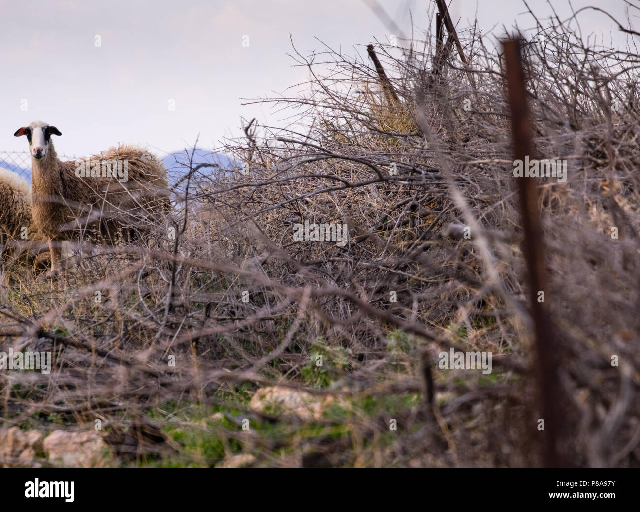 Sheep olive tree hi-res stock photography and images - Alamy