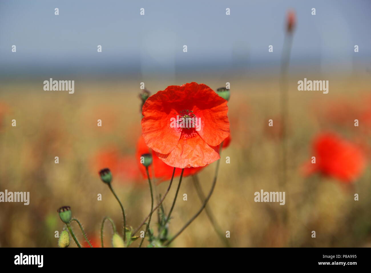 Flanders field hi-res stock photography and images - Alamy