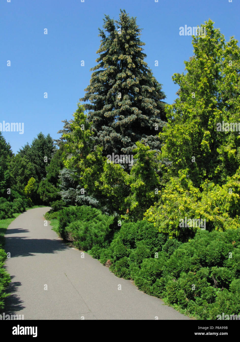 Well Groomed Trees High Resolution Stock Photography and Images - Alamy