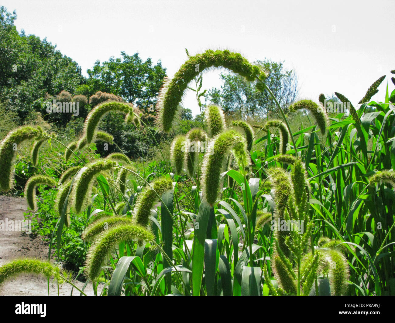fancy green ears of succulent grass against the blue sky . For your ...