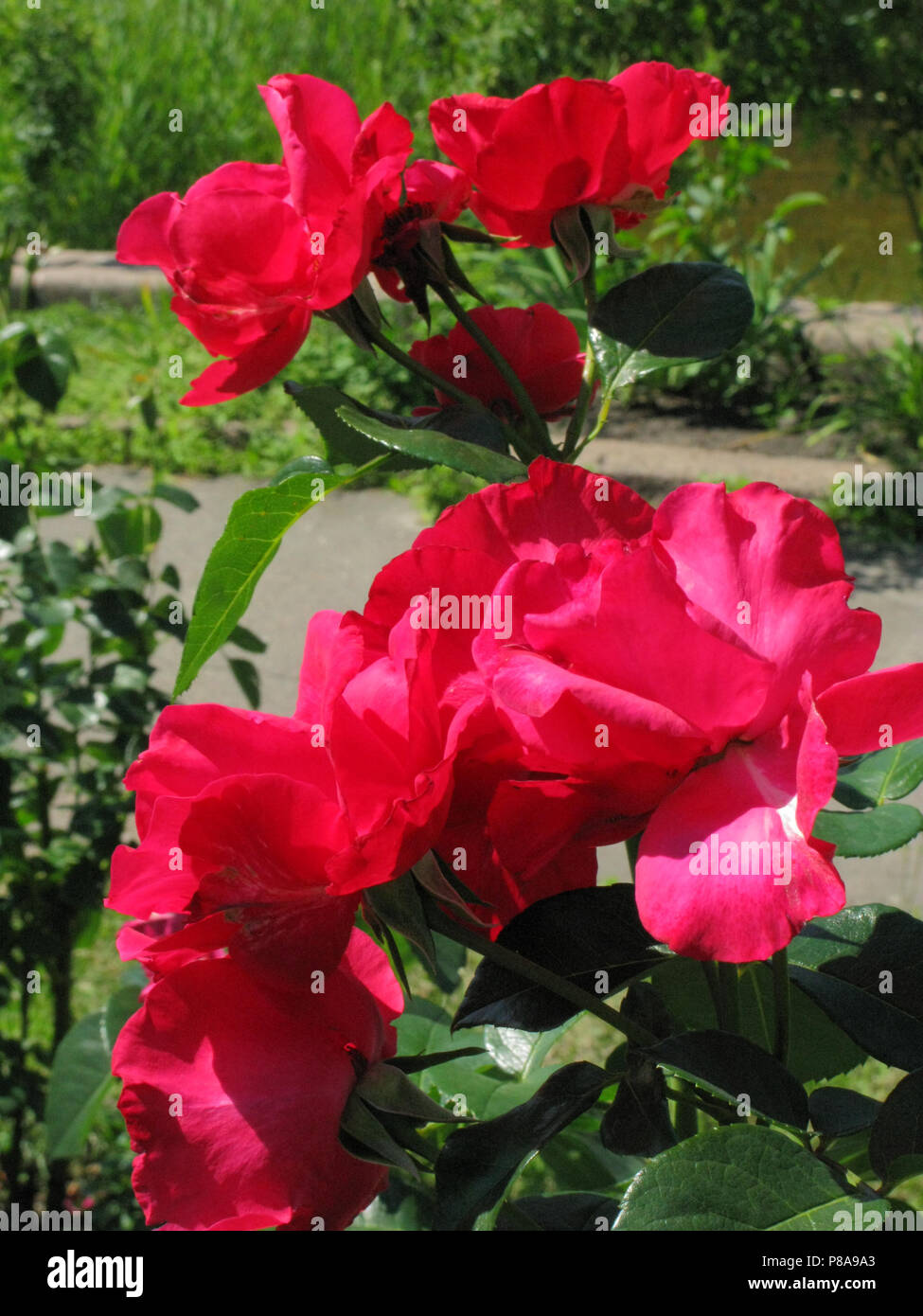 Four flowers of a red rose with juicy green leaves . For your design ...