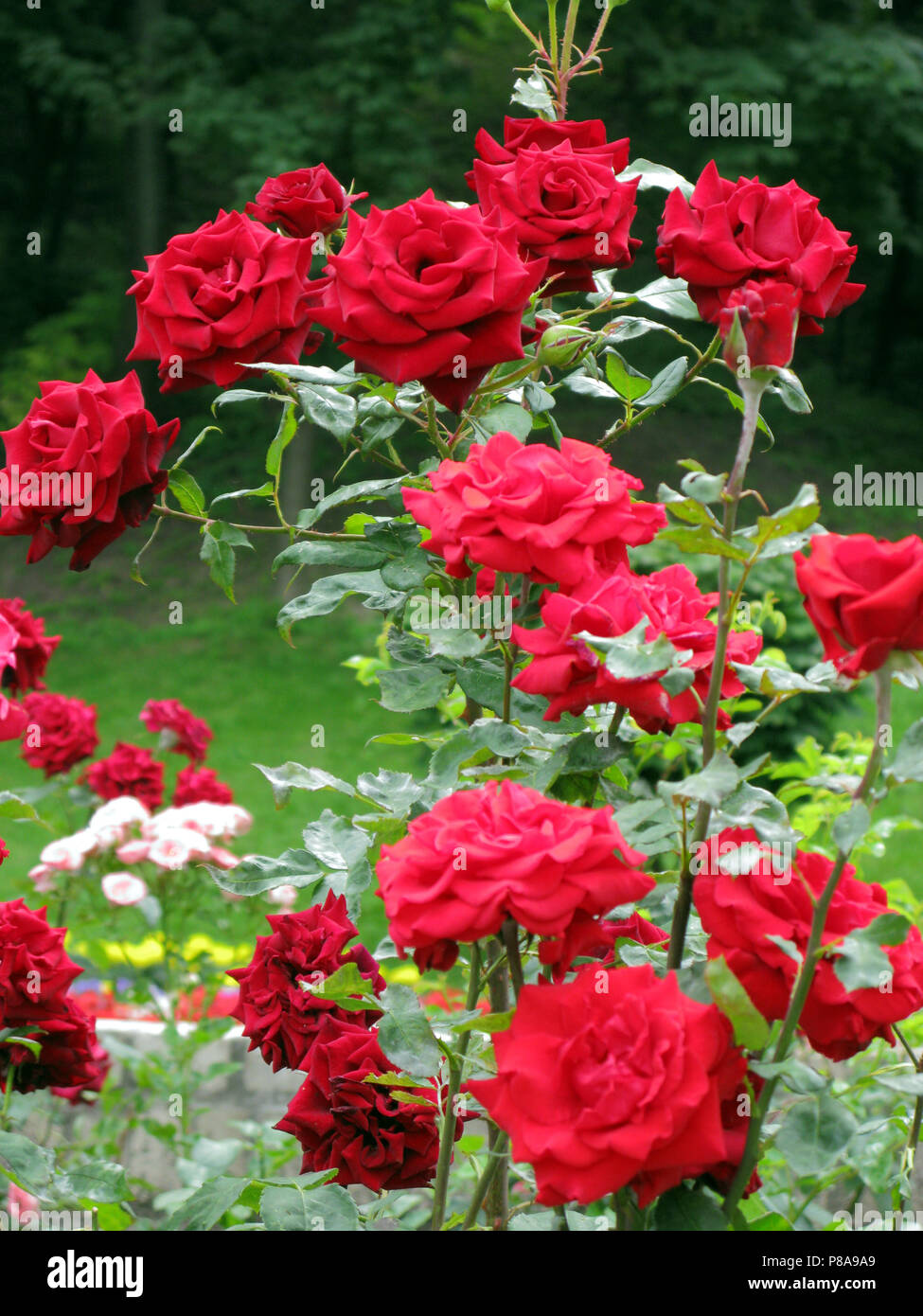 beautiful red roses densely bloom on a high bush in the park. . For ...