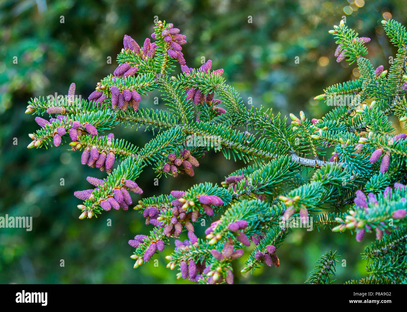 Cedar tree pollen hi-res stock photography and images - Alamy