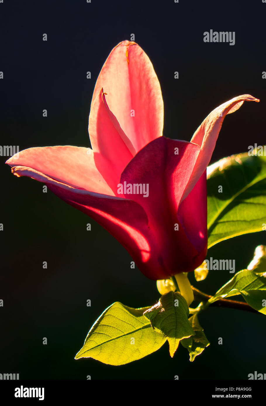 Beloved flower hi-res stock photography and images - Alamy