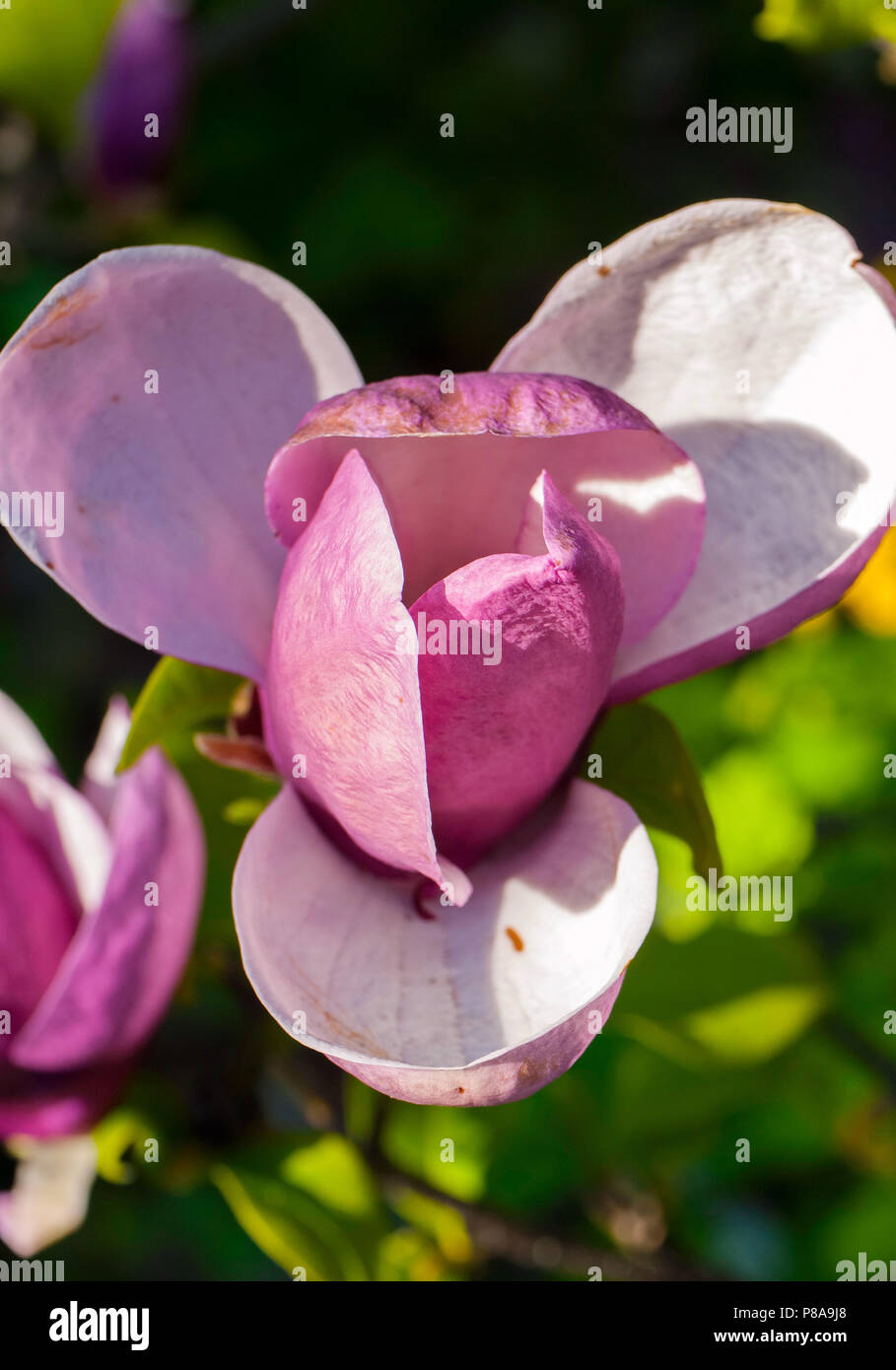 Half opened flower hi-res stock photography and images - Alamy