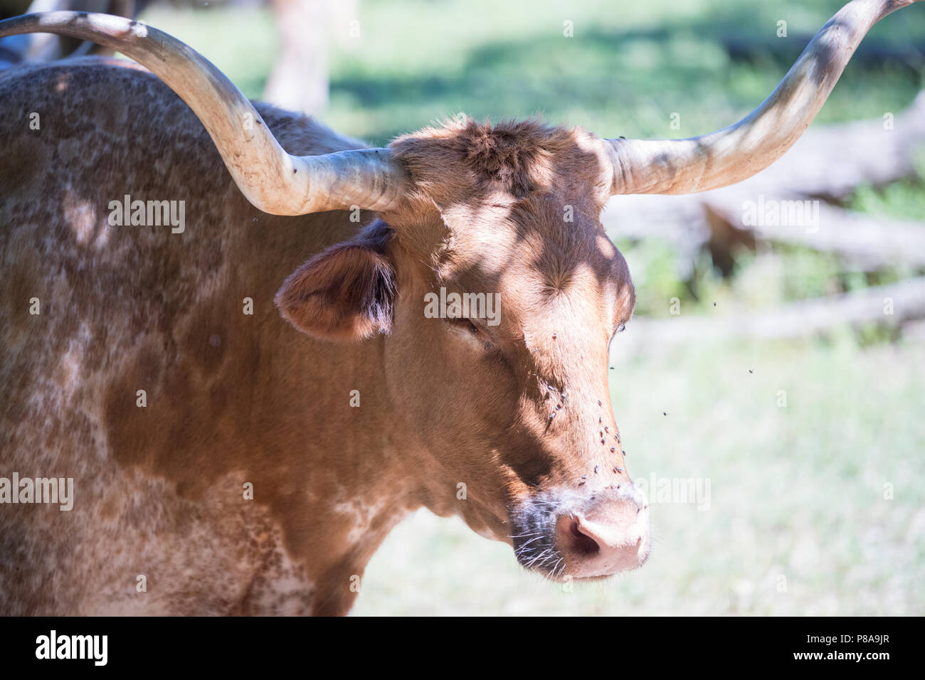 Longhorn cow in rural looking cute with large horns. Great agriculture ...