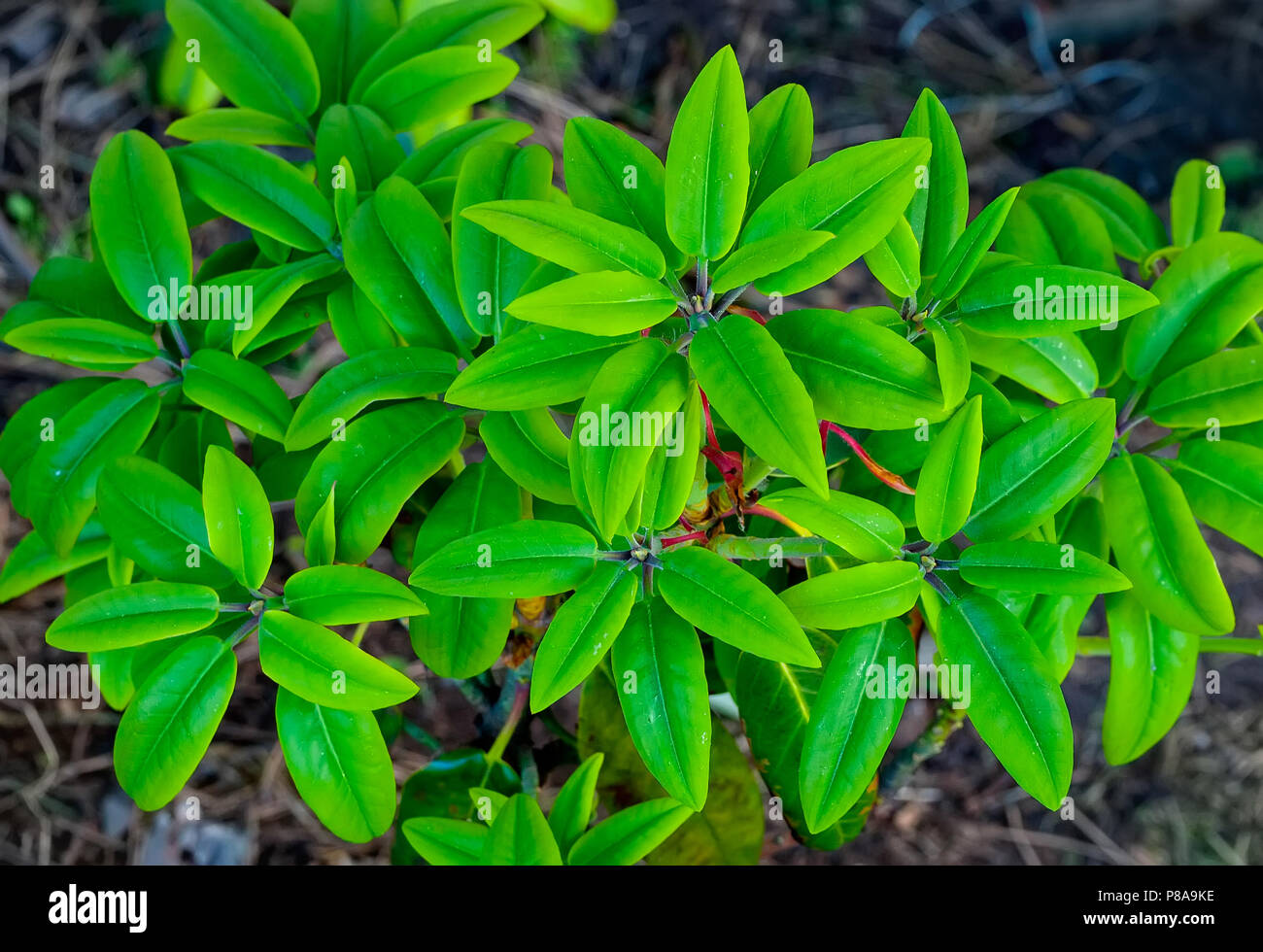 Lush bush hi-res stock photography and images - Alamy