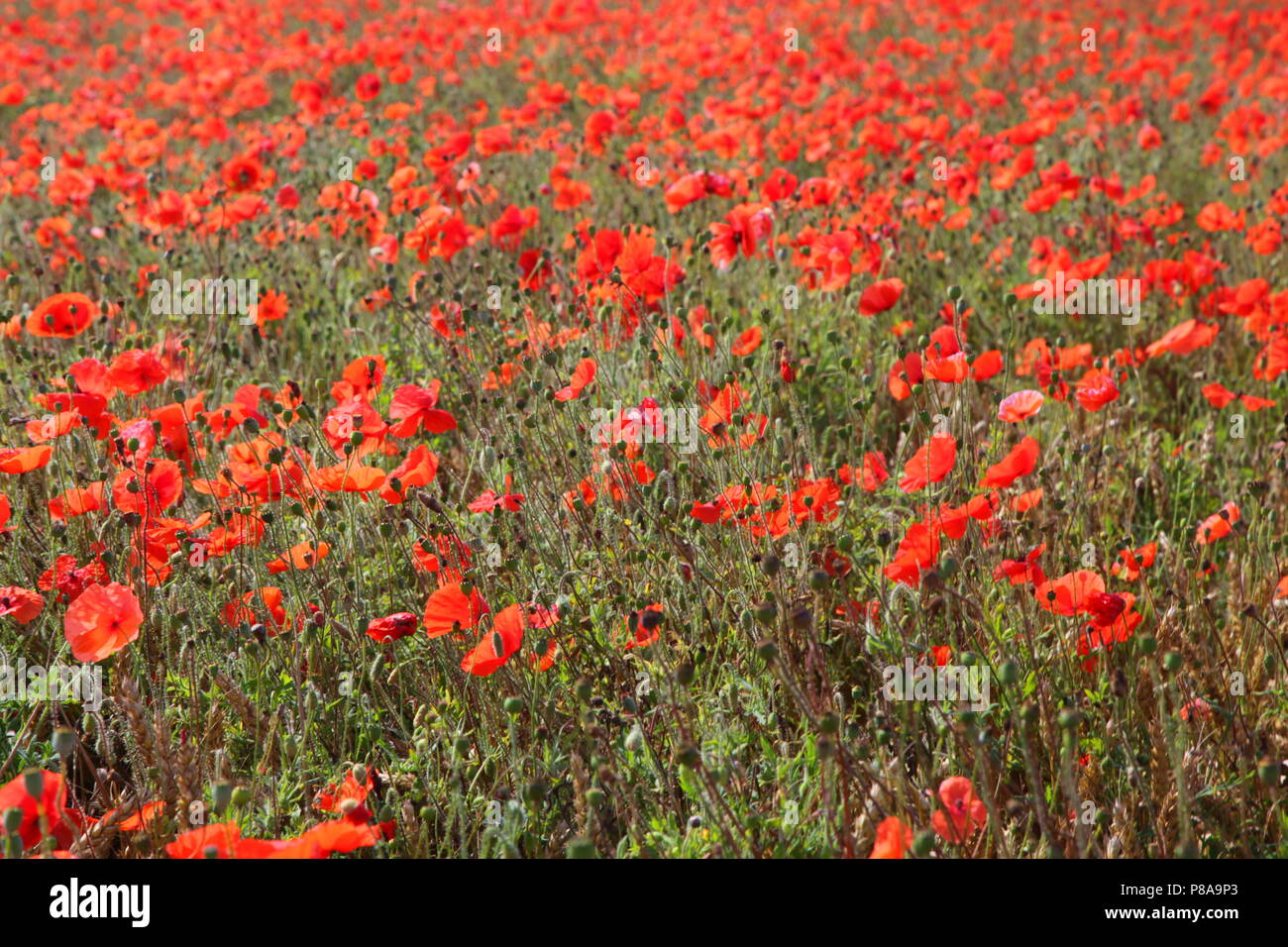 Flanders field hi-res stock photography and images - Alamy