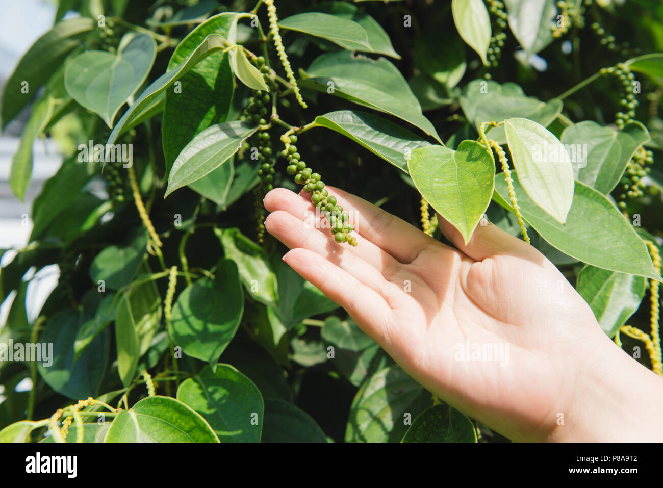 Fresh green peper on peper tree Stock Photo - Alamy