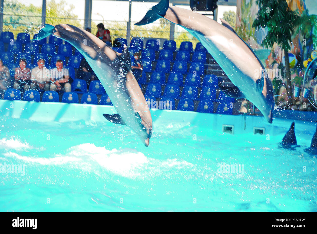 two adult dolphins jump by spraying droplets of water in the ...
