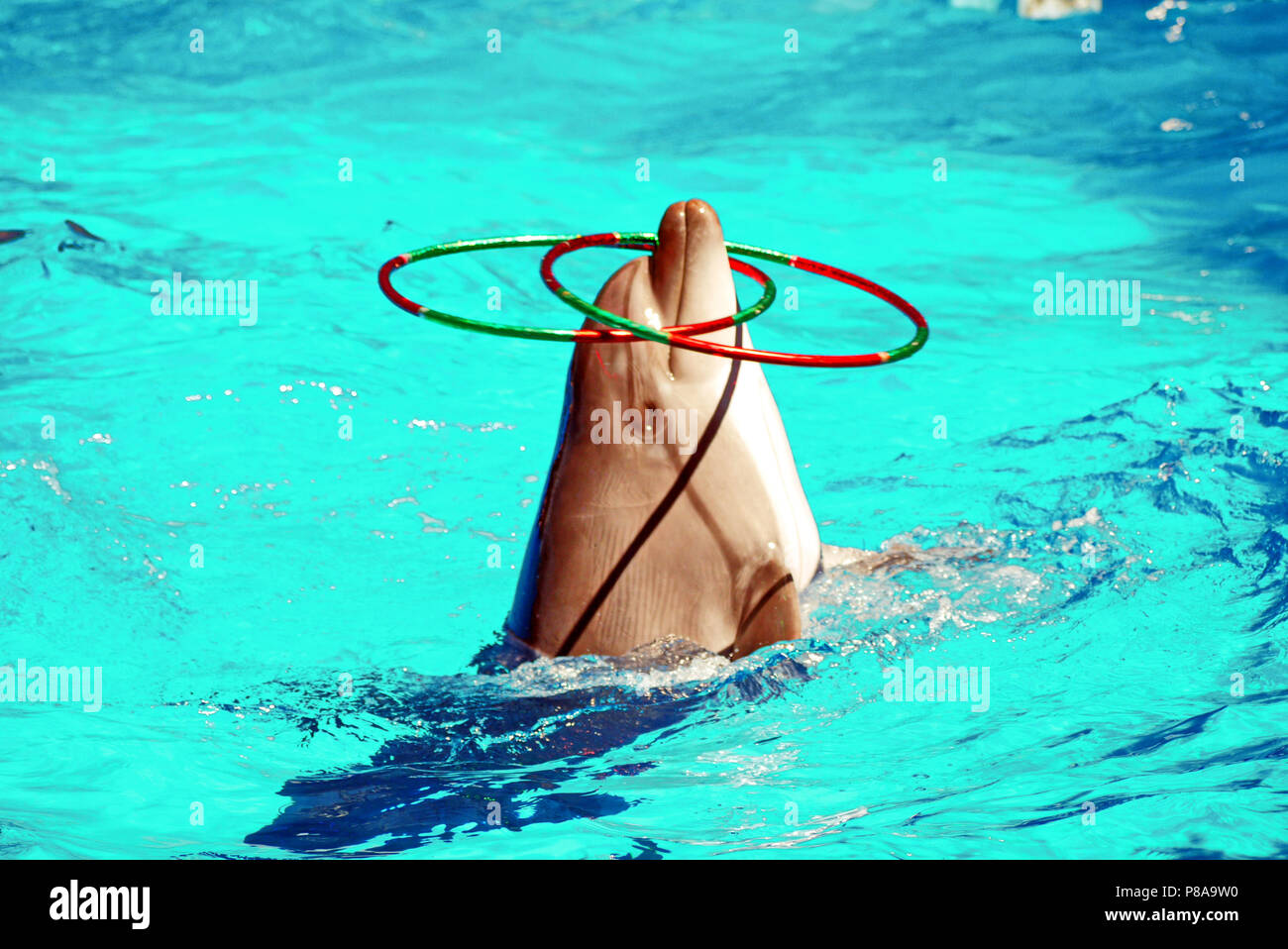 clever dolphin juggling with several rings over the water surface of ...