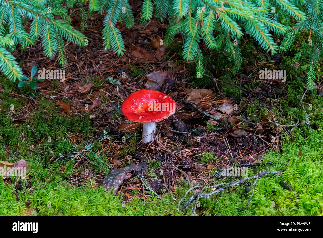 Pink crust hi-res stock photography and images - Alamy