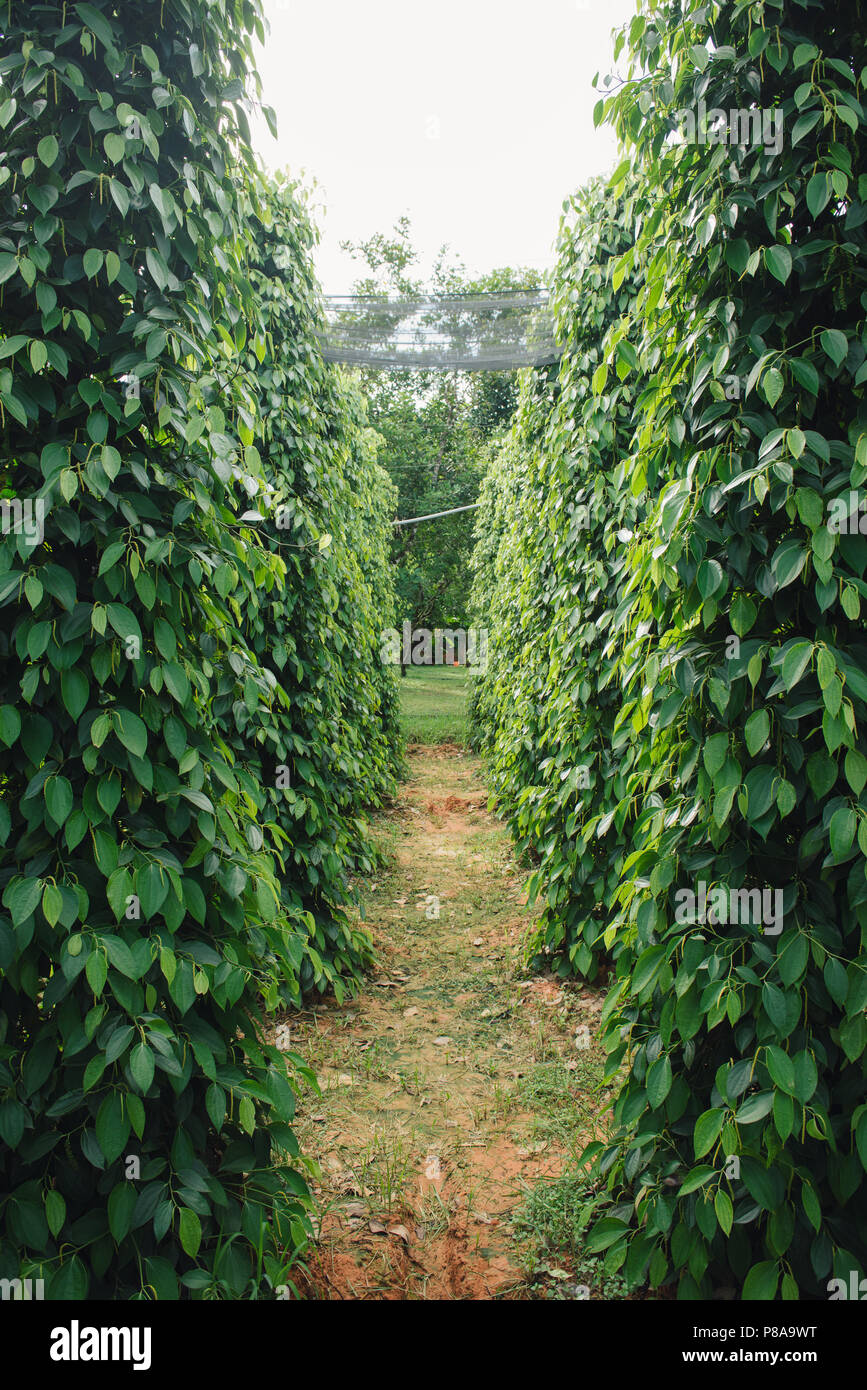 Pepper field at Phu Quoc, Viet Nam, group of pepper plant in green ...