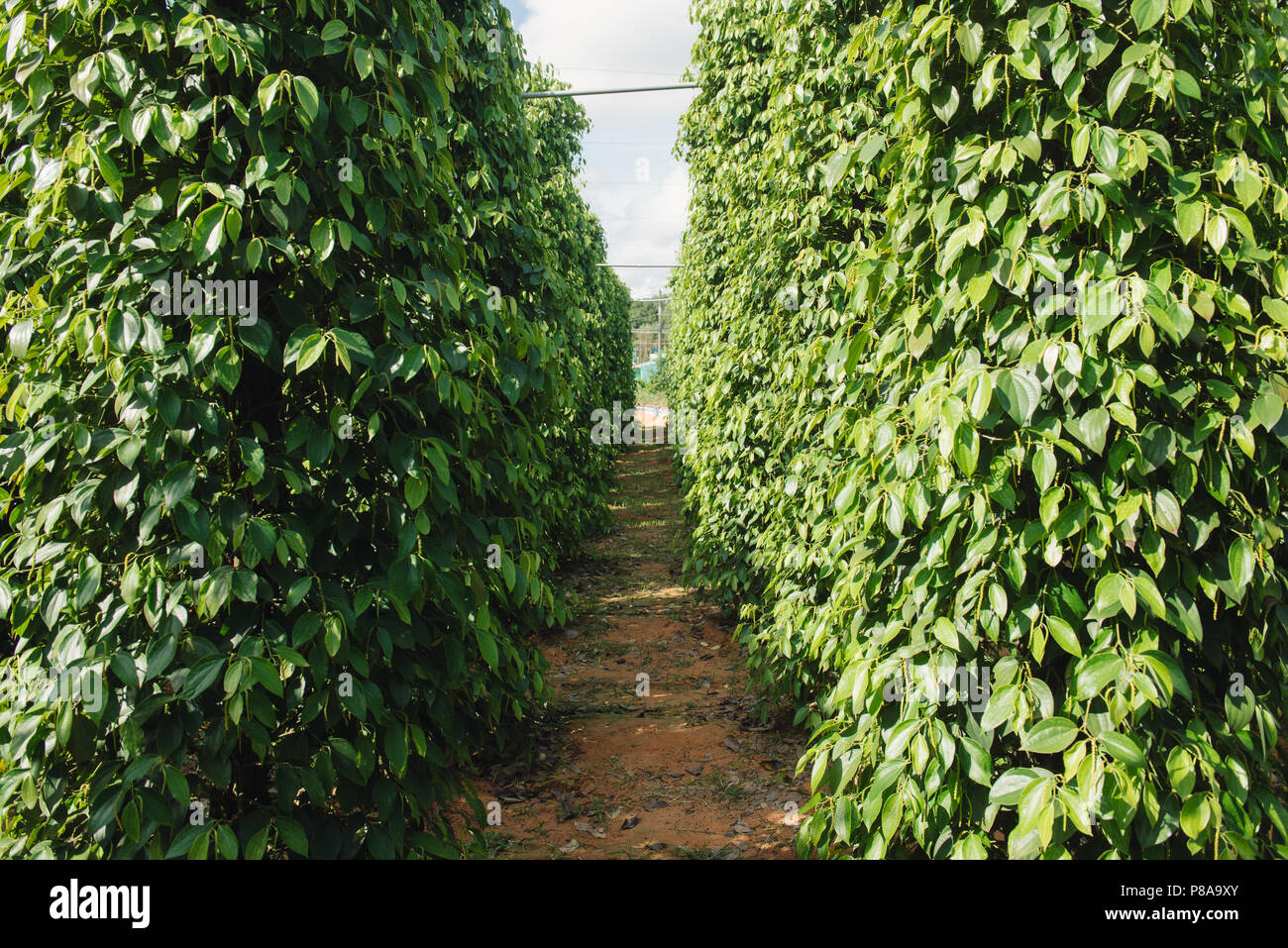 Spices Long pepper trees, landscape herbs farm Stock Photo - Alamy