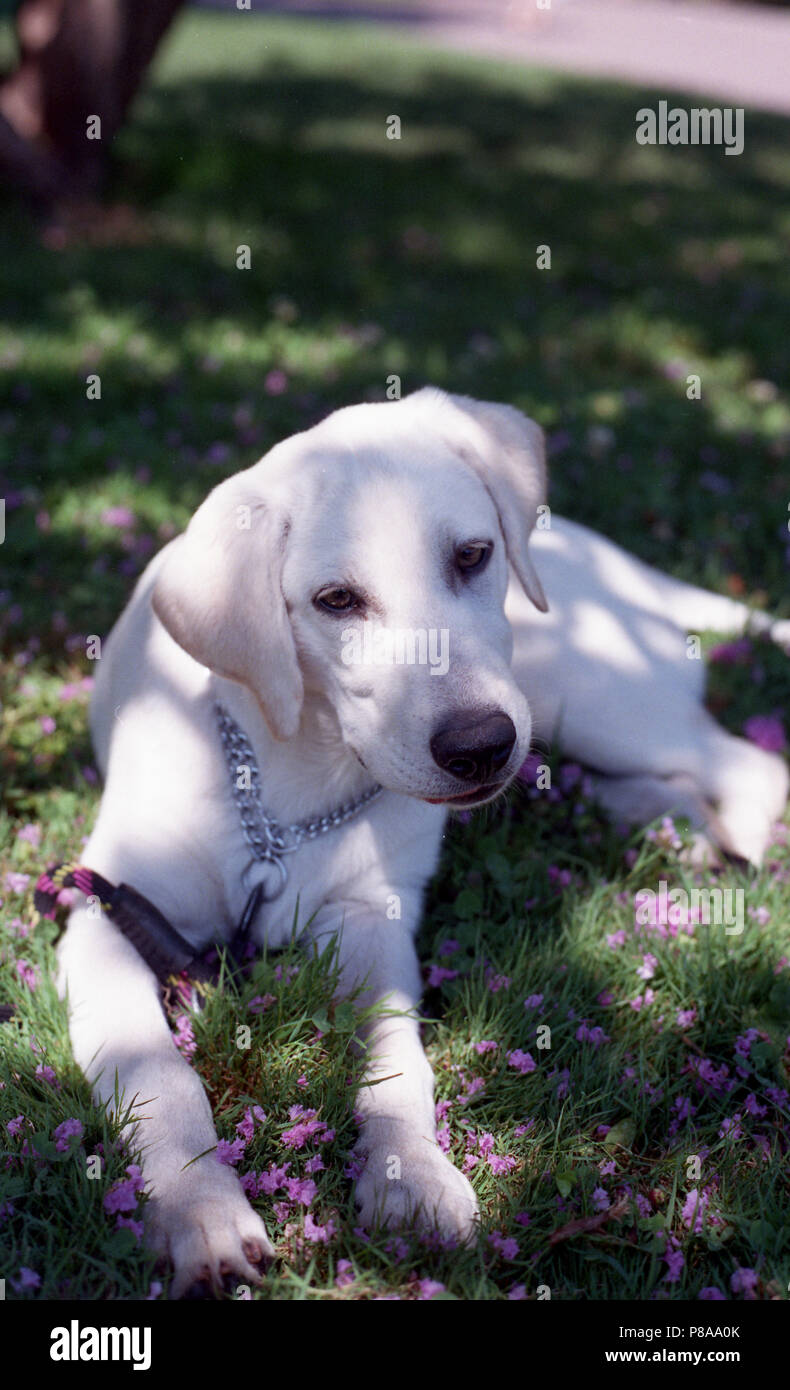 Labradore colors hi-res stock photography and images - Alamy