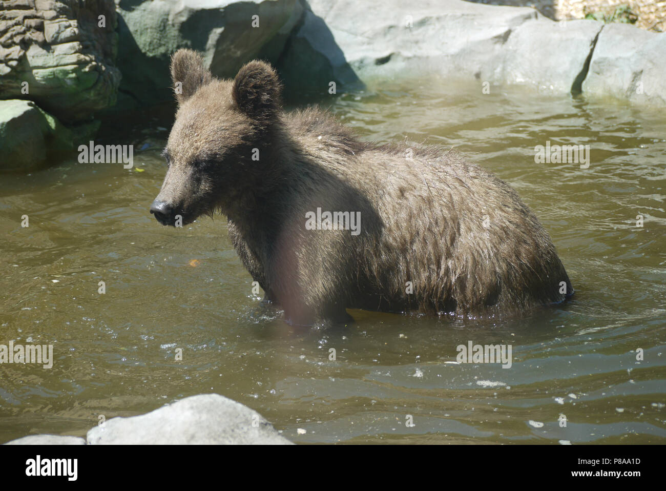 a little bear cub in the summer heat bathing in the water squeezed his ...