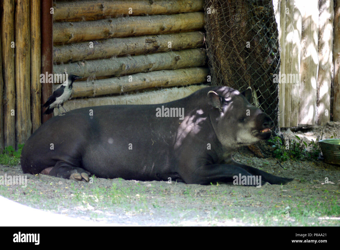 Gray tapir hi-res stock photography and images - Alamy