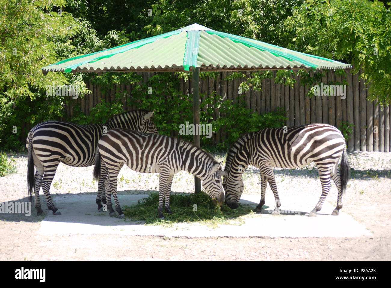 striped zebras chewing delicious grass in the shade under a canopy ...
