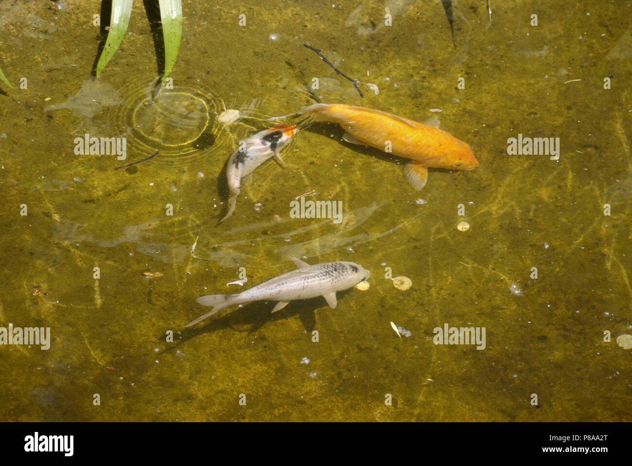 beautiful multi-colored fish floating in small in transparent water ...